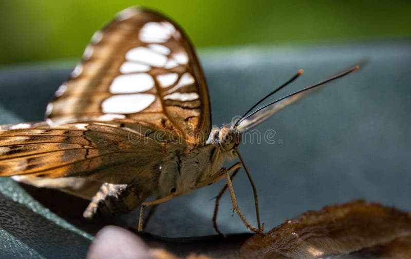 Macro Shot of a Brush-footed Butterfly Under the Sunlight Stock Photo ...
