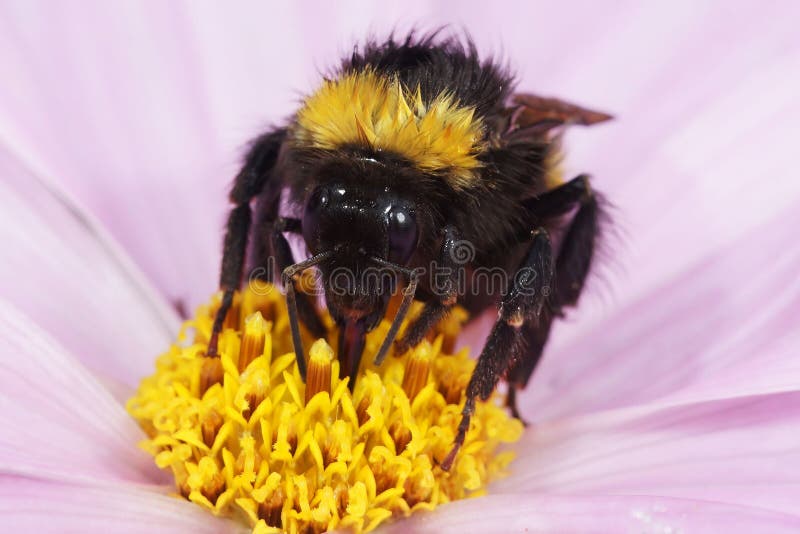 Macro Shot of a Buff Tailed Bumblebee on Gloria Cosmos Flower Stock ...