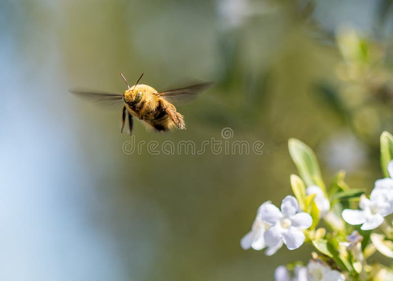 Macro Shot of a Bumblebee Flying, Facing the Camera. Stock Photo ...