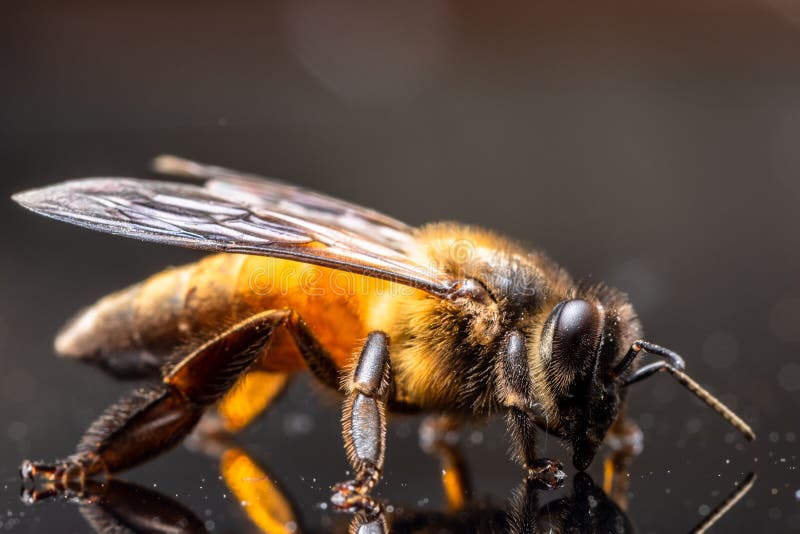 Macro Shot of a Bumblebee Perched on a Black Reflective Surface Stock ...