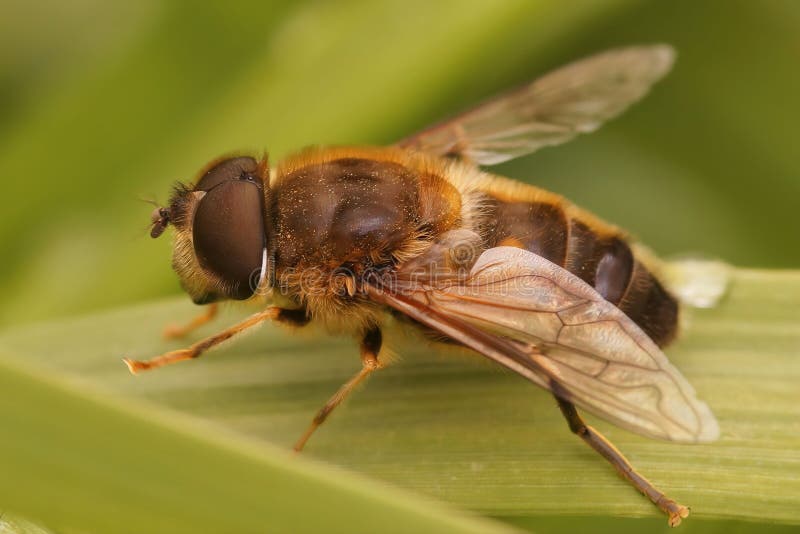 Macro Shot of a Bumblebee Standing on a Green Leaf Stock Image - Image ...
