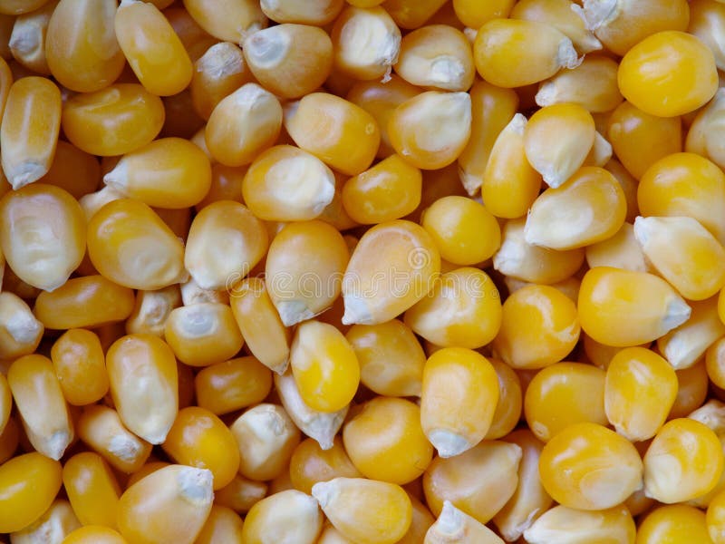 Macro Shot of a Bunch of Popcorn Kernels Stock Photo - Image of tasty ...