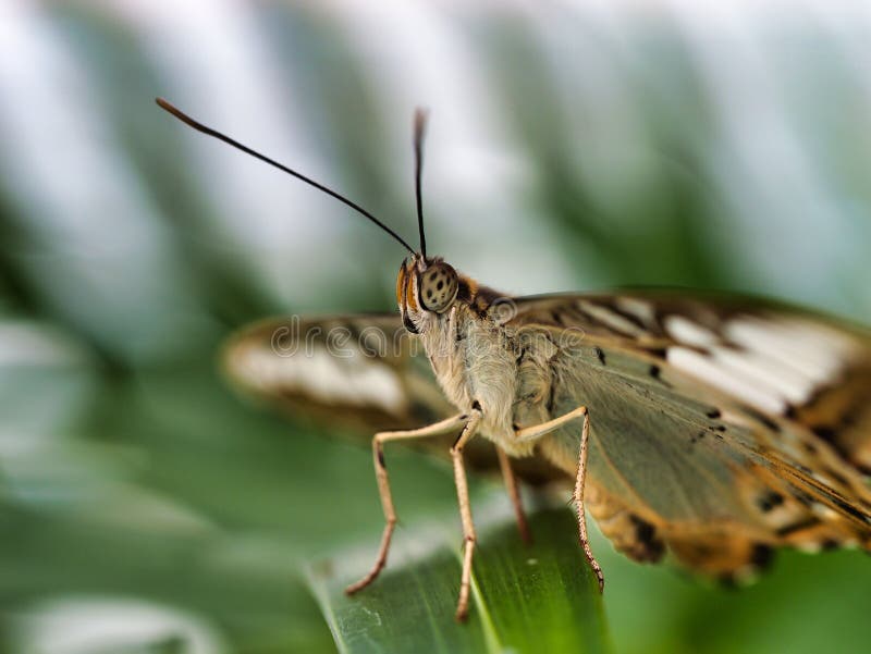 Macro Shot of a Butterfly Standing on the Green Grass Stock Photo ...