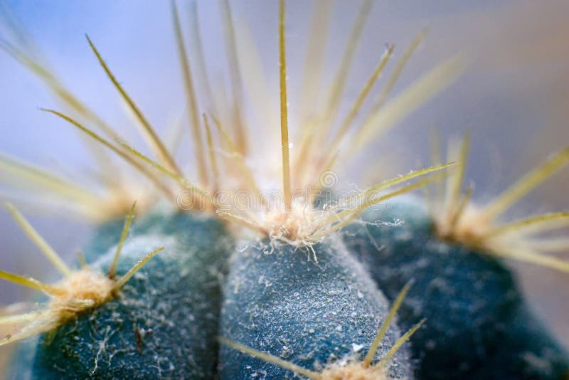Macro shot of a cactus. stock photo. Image of macro, plant - 69297816