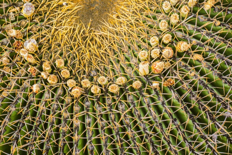 Macro Shot of a Cactus Plant Spikes Stock Photo - Image of texture ...