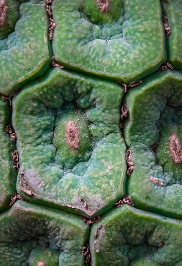Macro Shot of Cactus Texture Stock Image - Image of botany, close ...