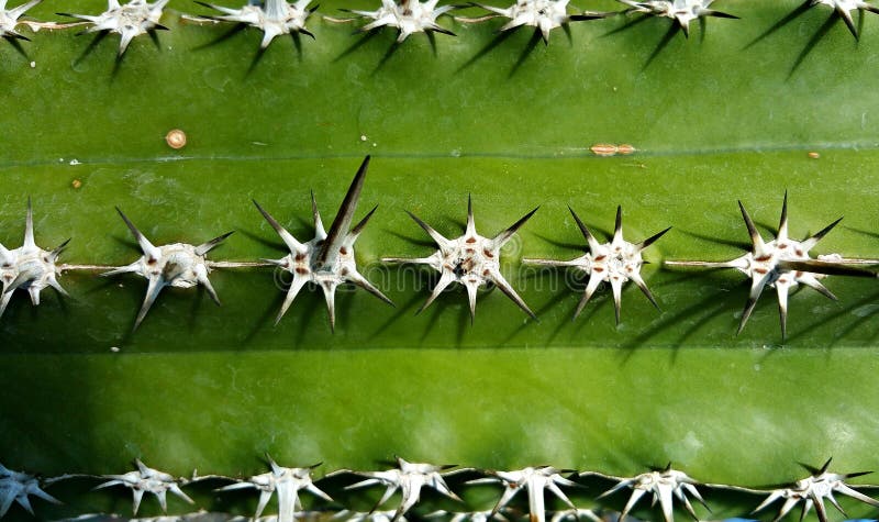 Cactus Thorns at Closeup stock photo. Image of macro - 263704268