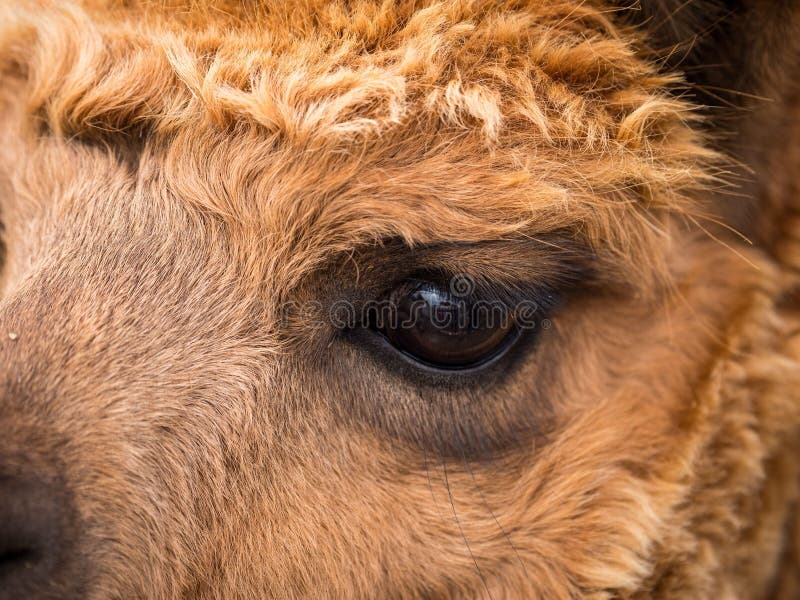 Macro Shot of Camel S Eye (Camelus) Stock Image - Image of livestock ...