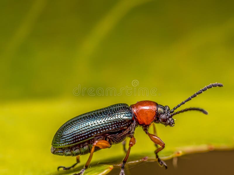 Cereal Leaf Beetle on a Green Leaf Stock Photo - Image of tiny, garden ...