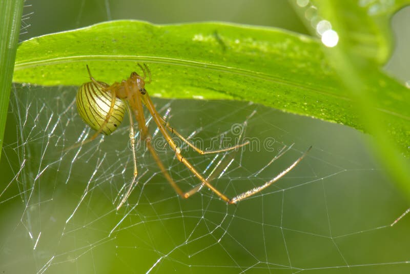 Macro Shot of a Chrysso Comb Footed Spider on a Green Leaf Stock Photo ...