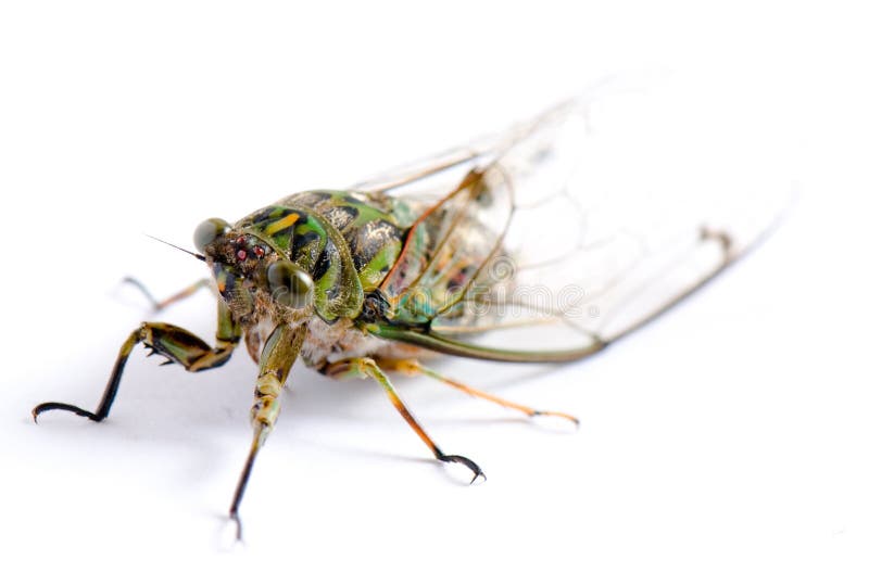 Cicada Locust Molting Closeup Stock Photo - Image of molting, cicada ...