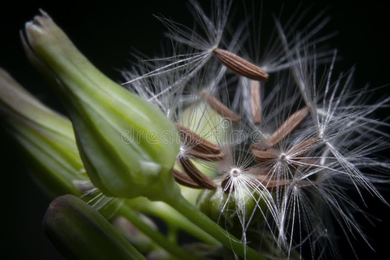 Macro Shot Closeup Beautiful Dandelion Flower Seeds Stock Image - Image ...