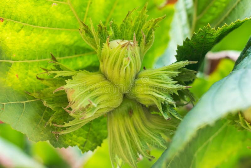 A Macro Shot of a Cluster of Hazelnuts Hanging from the Branches of a ...