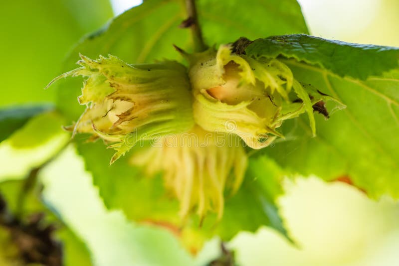 A Macro Shot of a Cluster of Hazelnuts Hanging from the Branches of a ...