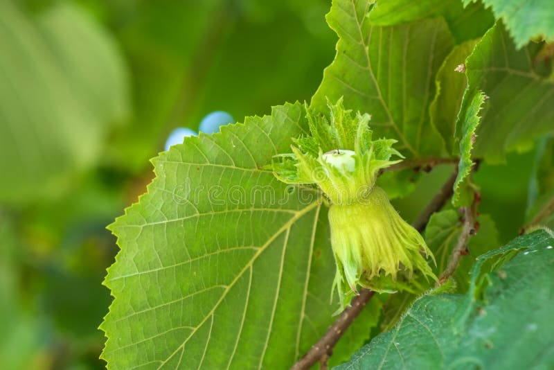 A Macro Shot of a Cluster of Hazelnuts Hanging from the Branches of a ...