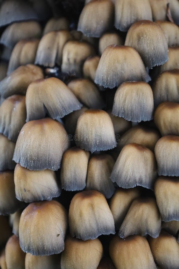 An Image of Many Small Mushrooms Growing Out of it S Shell Stock Image ...