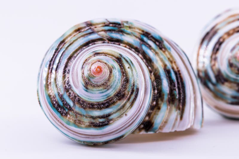 Macro Shot of a Colorful Sea Snail Stock Image - Image of shell, shiny ...