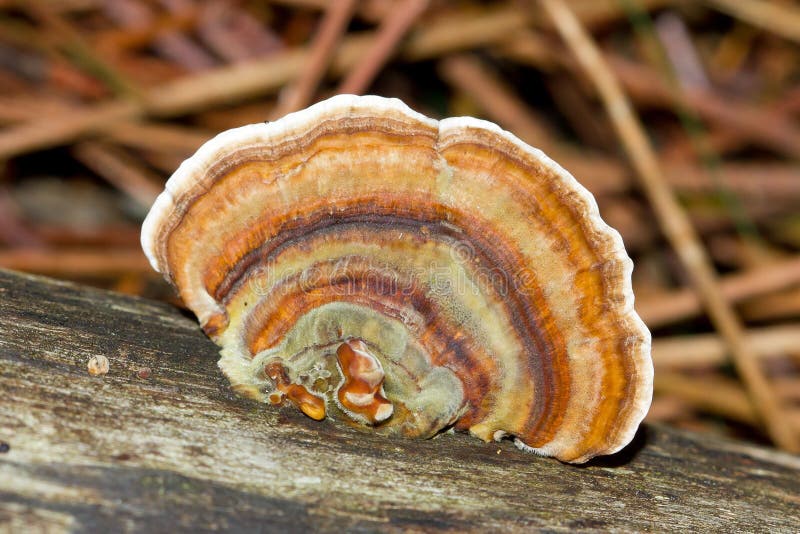 Macro Shot of the Colourful Trametes Versicolor Mushroom Stock Image ...
