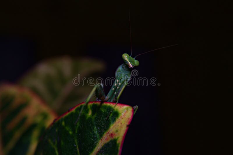 Macro Shot of a Common Praying Mantis on the Leaves on a Blurred ...