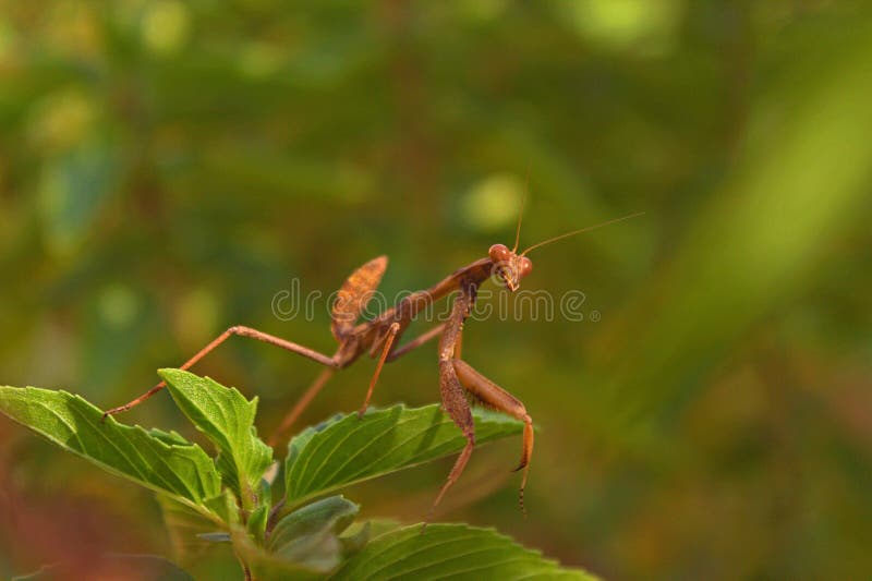 Macro Shot of a Common Praying Mantis on the Leaves on a Blurred ...