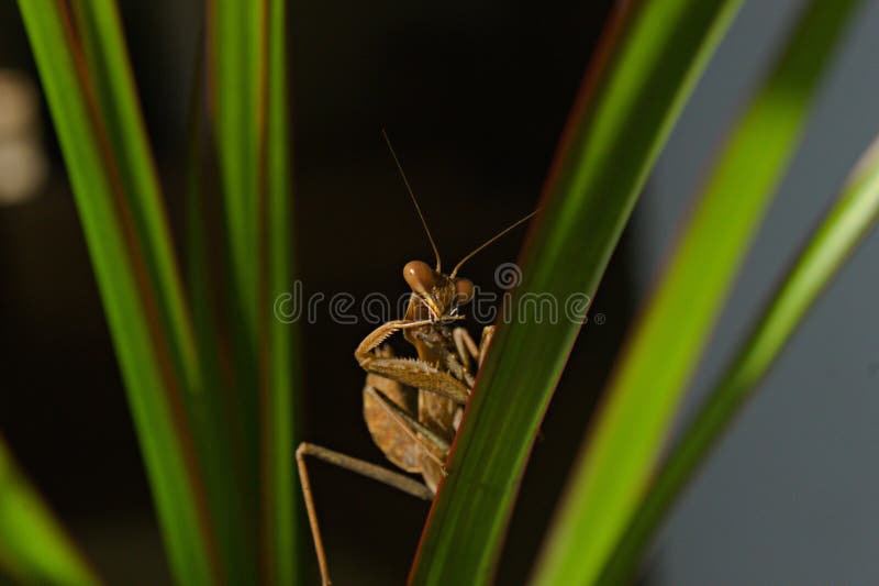 Macro Shot of a Common Praying Mantis on the Leaves on a Blurred ...