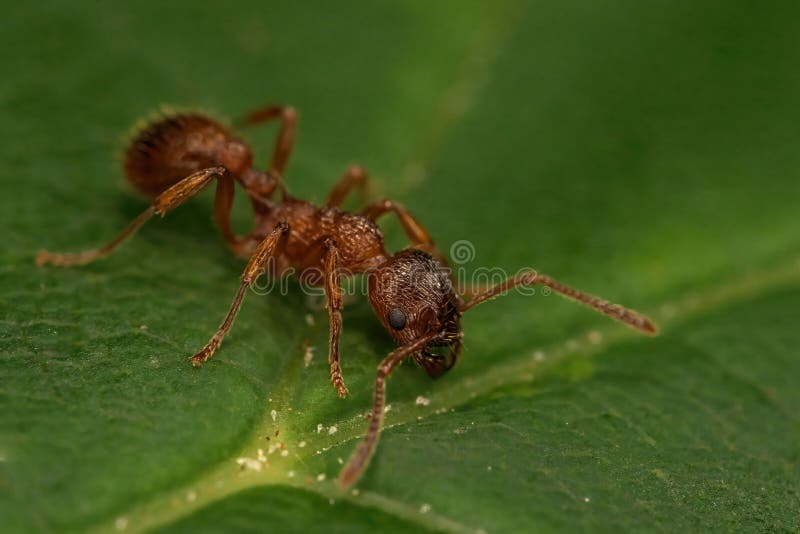 Macro Shot of Common Red Ant on Green Leaf Stock Image - Image of green ...