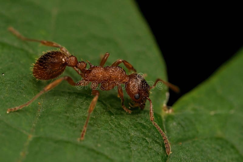 Macro Shot of Common Red Ant on Green Leaf Stock Photo - Image of plant ...