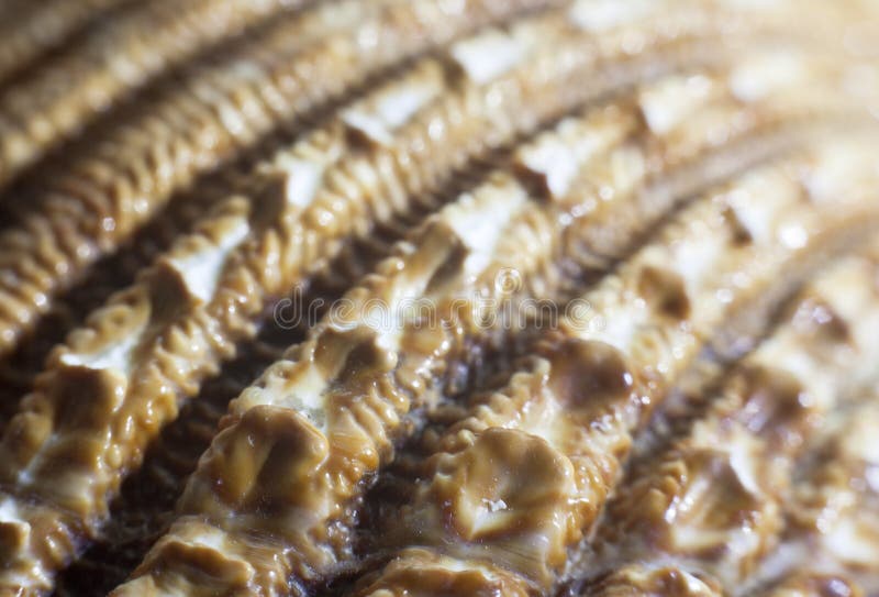 Macro Shot of Conch Shell with Bumpy Texture Stock Image - Image of ...