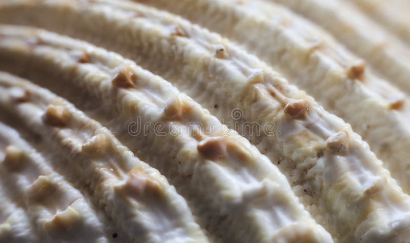 Macro Shot Of Conch Shell With Bumpy Texture Stock Image Image Of