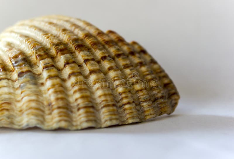 A Macro Shot of a Conch Shell with Naturally Formed Pattern on an ...