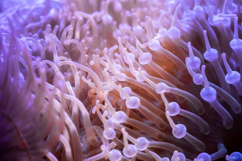 Macro Shot of Coral in Deep Sea Stock Photo - Image of fish, bright ...