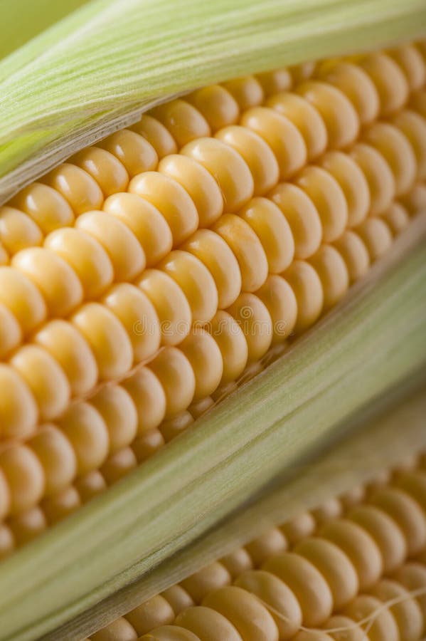 Macro shot of corn stock photo. Image of summer, healthy - 34642074