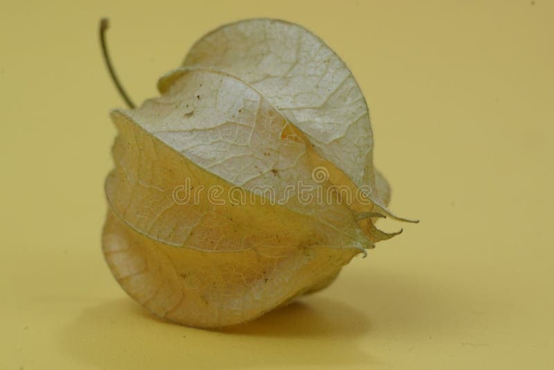 Covered Ceplukan or Cape Gooseberry or Physalis Stock Photo - Image of ...
