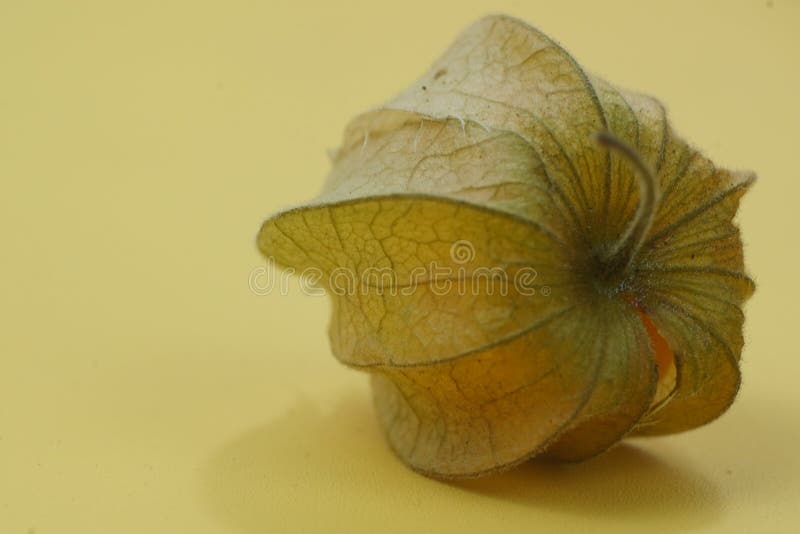 Covered Ceplukan or Cape Gooseberry or Physalis Stock Image - Image of ...