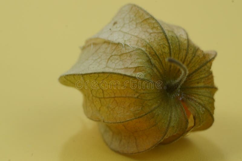Covered Ceplukan or Cape Gooseberry or Physalis Stock Photo - Image of ...