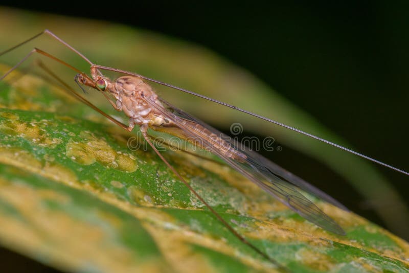 Macro Shot of a Crane Fly on a Leaf Stock Image - Image of green ...