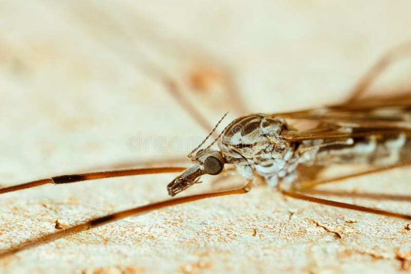 Macro Shot of a Crane Fly on a Rock Stock Photo - Image of closeup ...
