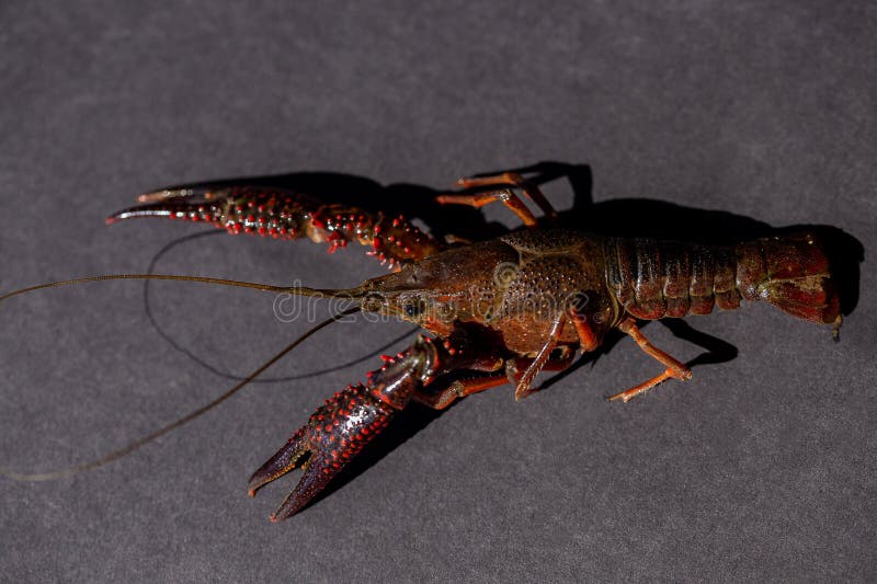 Crawfish on an Isolated Grey Background, Macro Photography. Stock Image ...