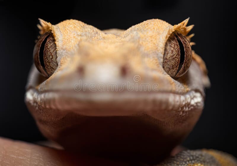 Macro Shot of the Crested Gecko on the Persons Hand Stock Image - Image ...