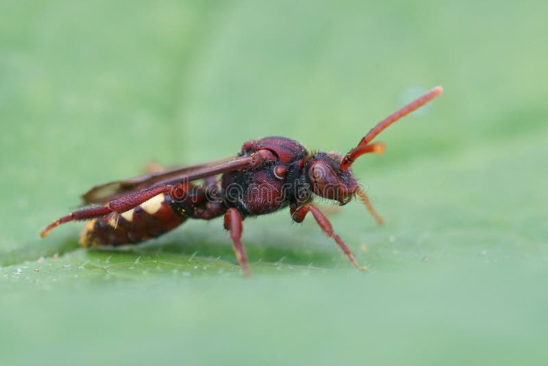 Macro Shot of the Cuckoo Bee on a Green Leave Stock Image - Image of ...