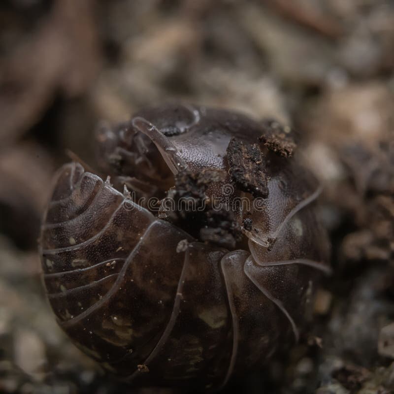Macro Shot of a Curled Up Woodlouse on the Ground Stock Image - Image ...