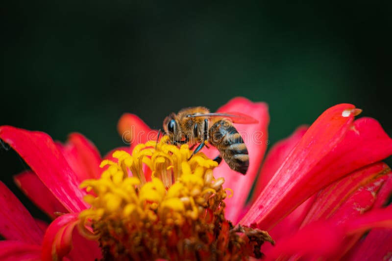 Macro Shot of a Cute Bee on a Pink Flower Isolated on a Blurred ...