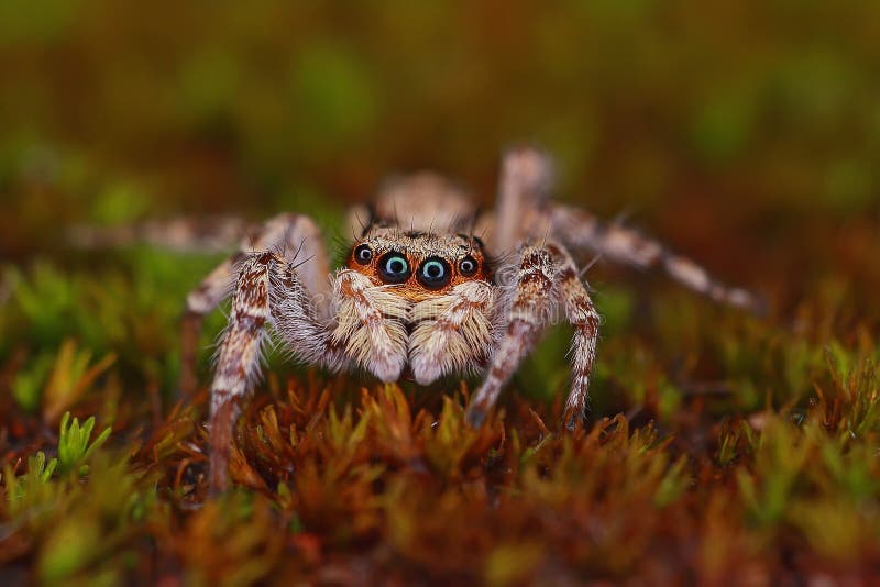 Macro Shot of Cute Little Spider Walking on Green the Grass Stock Image ...