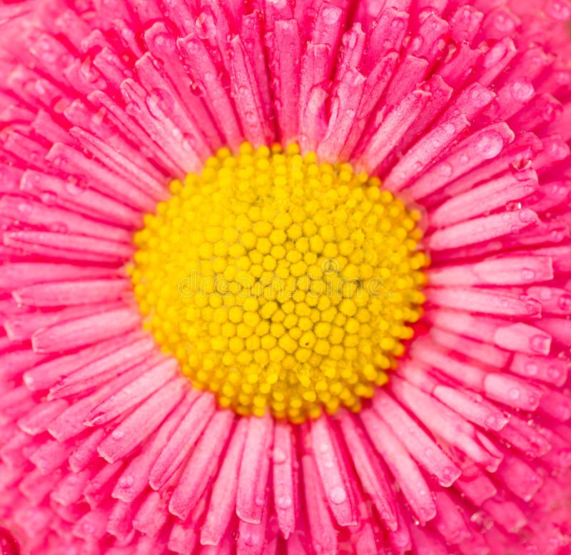 Daisy blossom stock photo. Image of beauty, white, detail - 30013952