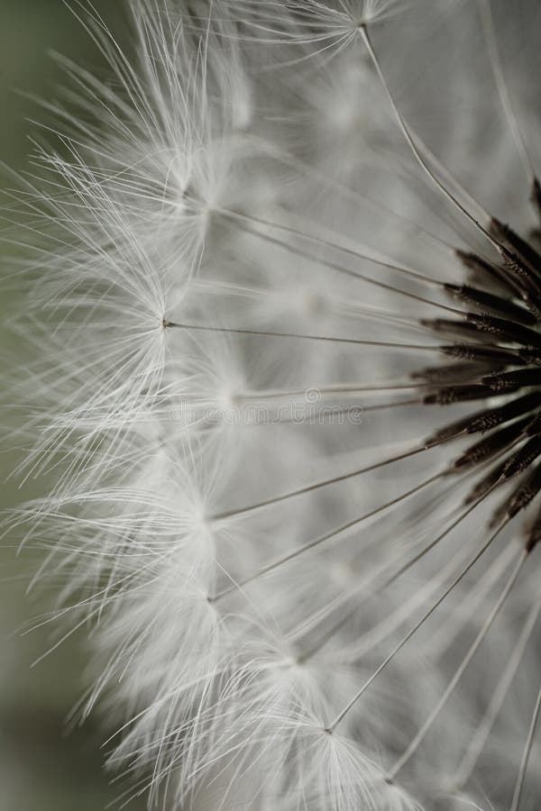 Macro Shot of Dandelion with Fluffy Seeds Stock Photo - Image of ...