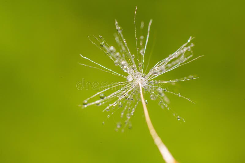 Macro Shot of a Dandelion with Waterdrops Stock Image - Image of green ...