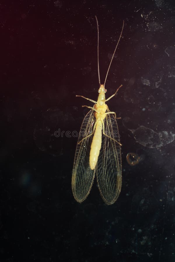 Day Fly Ephemeroptera in the Green Stock Image - Image of network ...