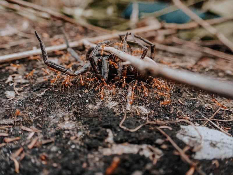 Macro Shot of a Dead Spider Lying on the Ground Stock Image - Image of ...