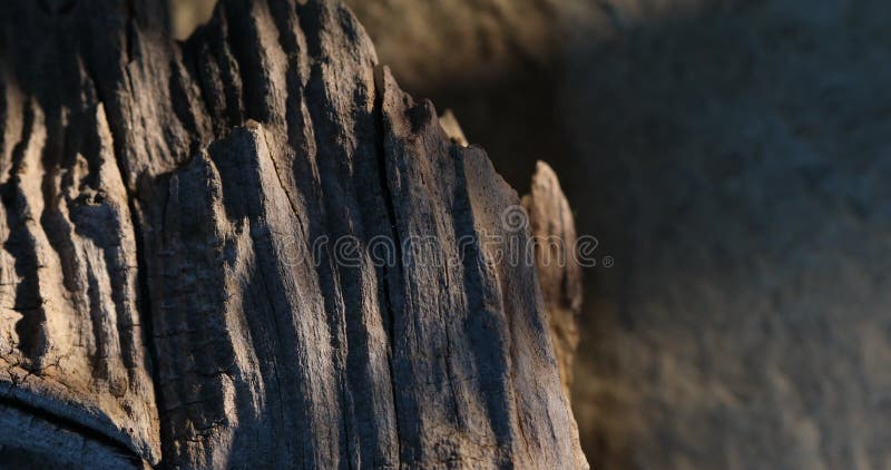 Close-Up of a Jagged Weathered Wooden Stump Stock Video - Video of ...