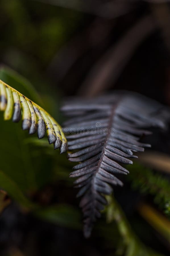 Fern macro stock photo. Image of beauty, stem, growth - 58144040